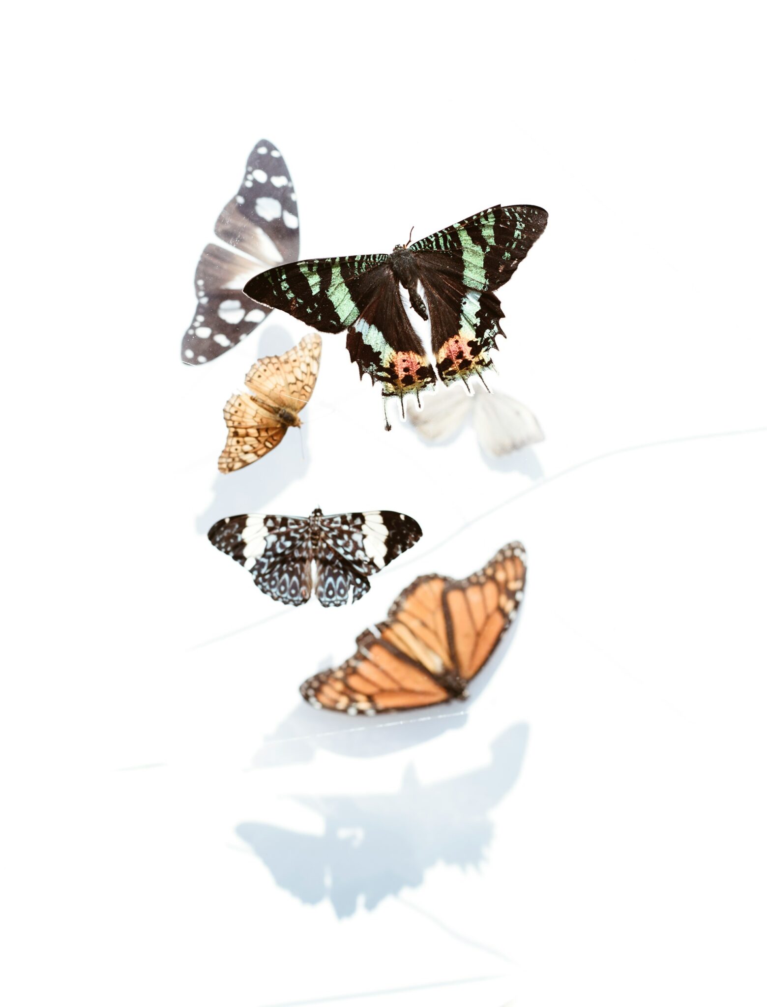 Transition Therapy – TheNomadPsychologist